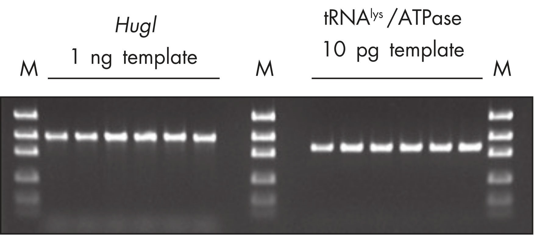 Single tube에서 gDNA를 분리할 수 있는 FlexiGene DNA kit. : QIAGEN 제품 소개