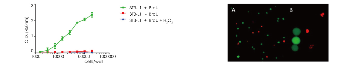 Cell Metabolism Assay_ATP assay, LDH assay, BrdU cell proliferation kit ...