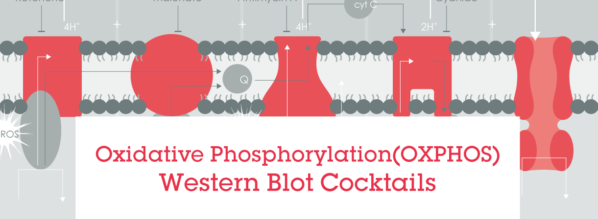 [뉴스레터_5월] 다양한 OXPHOS antibody cocktail로 WB 실험을 간단하게!!! : News letter of ...