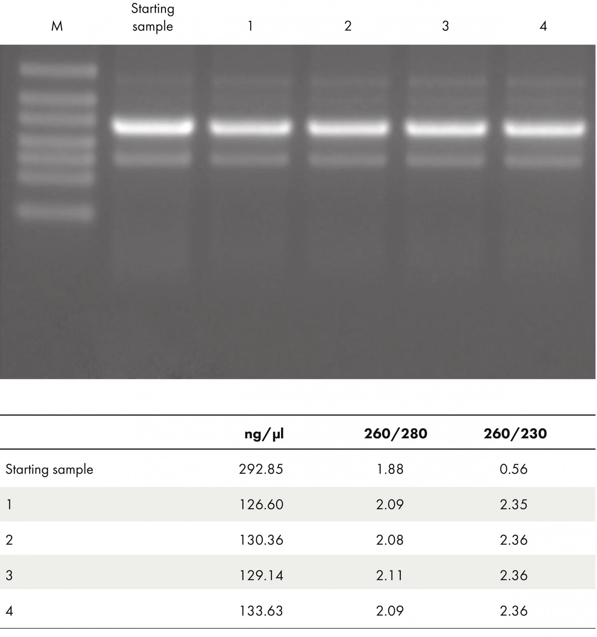 Inhibitor를 제거하여 고순도 RNA로 효과적인 실험을 해보세요! : QIAGEN 제품 소개