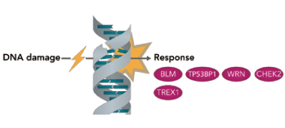 Ready-to-go KO/KI cell lines : Horizon 제품 소개