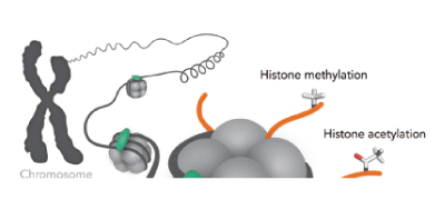 Ready-to-go KO/KI cell lines : Horizon 제품 소개