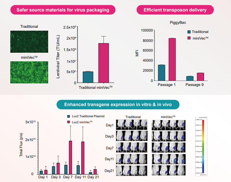 VectorBuilder가 제공하는 세포 및 유전자 치료에 효과적인 miniVec Plasmid. : VectorBuilder 제품 소개