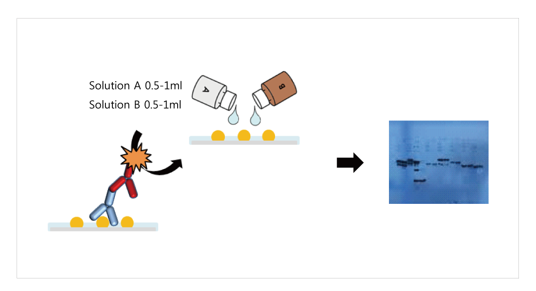 Western Blot 실험은 GenDEPOT와 함께!! : GenDEPOT 제품 소개
