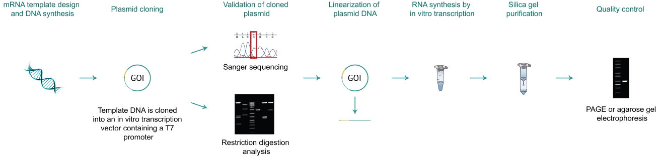VectorBuilder의 IVT mRNA 제품을 소개합니다! : VectorBuilder 제품 소개