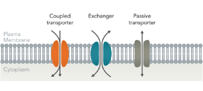 Ready-to-go KO/KI cell lines : Horizon 제품 소개