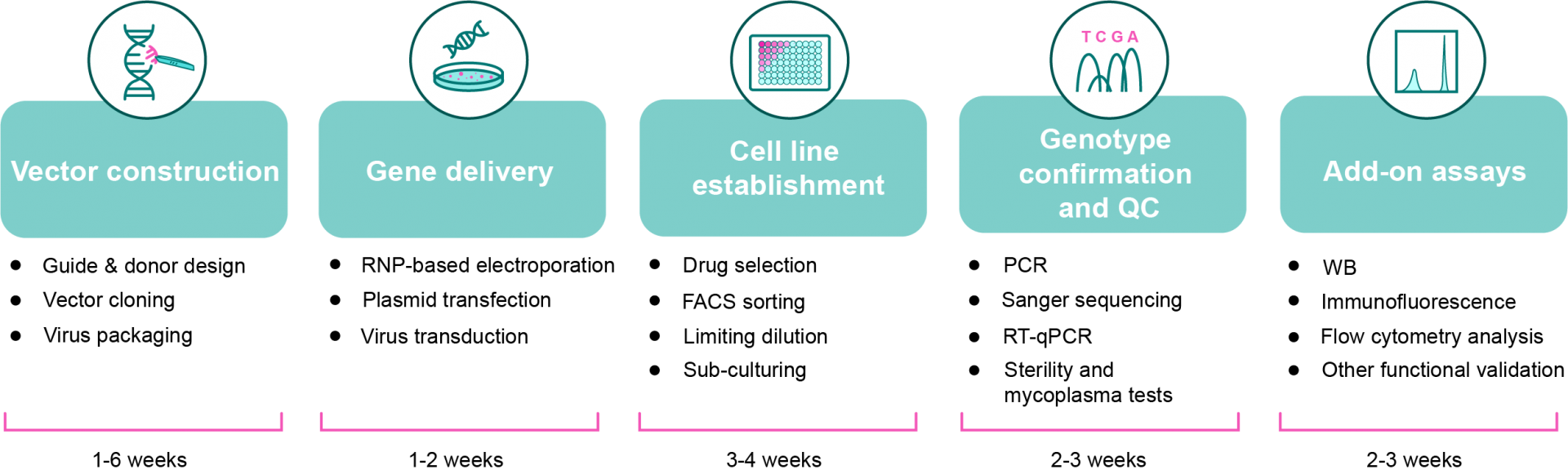 Stable Cell Line 제작도 VectorBuilder와 함께해 보세요! : VectorBuilder 제품 소개