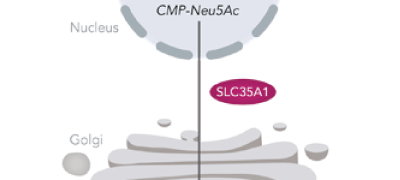 Ready-to-go KO/KI cell lines : Horizon 제품 소개