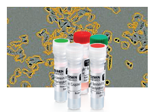 Live Cell Analysis_IncuCyte S3 : Sartorius 제품 소개