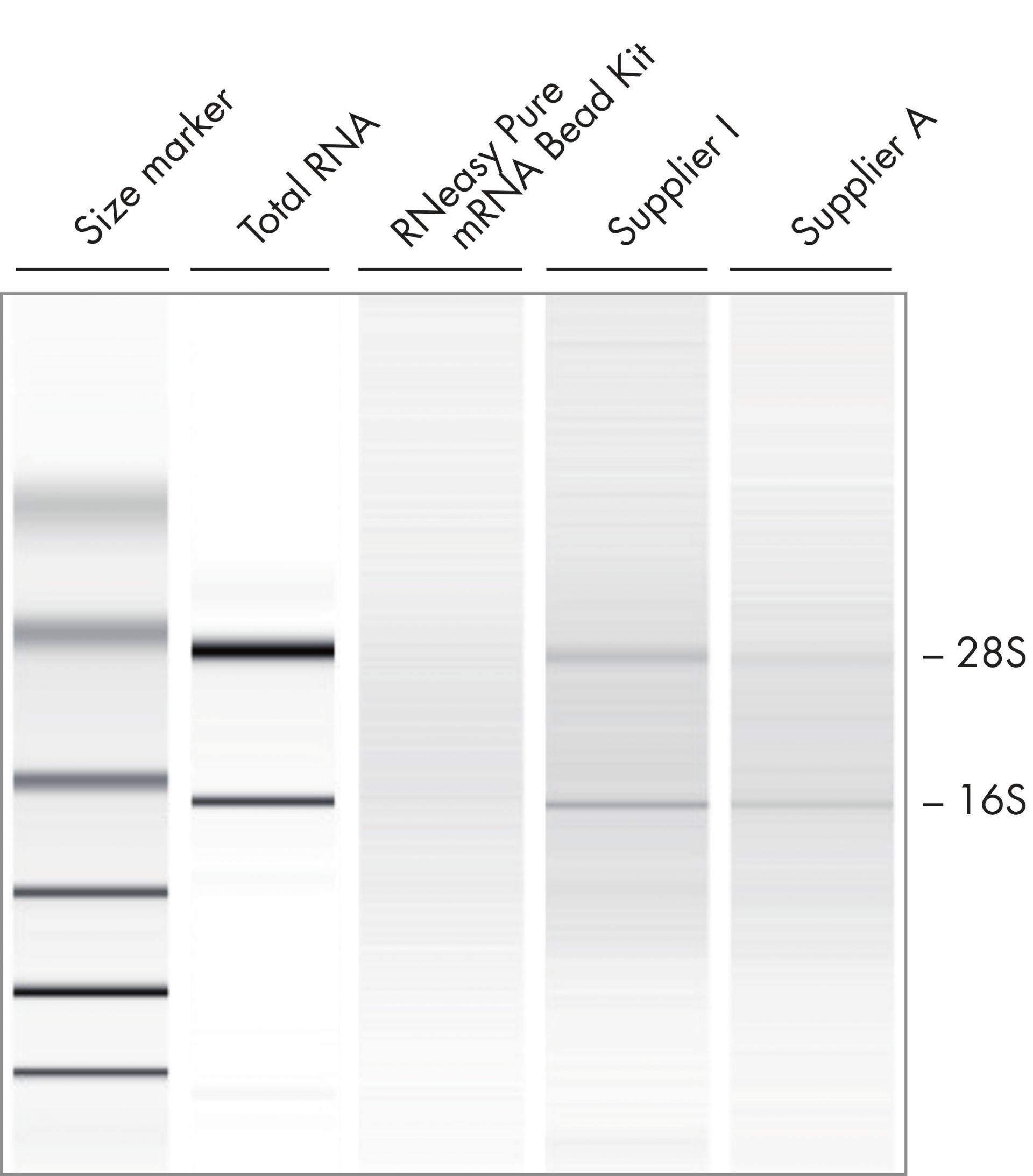 세포와 total RNA에서 간편하게 mRNA를 분리해 보세요! : QIAGEN 제품 소개