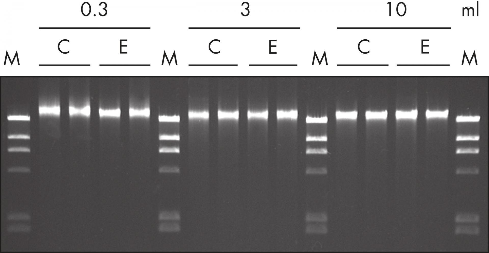 Single tube에서 gDNA를 분리할 수 있는 FlexiGene DNA kit. : QIAGEN 제품 소개