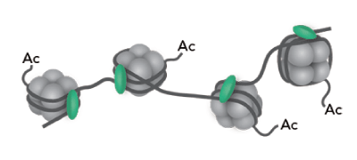 Ready-to-go KO/KI cell lines : Horizon 제품 소개
