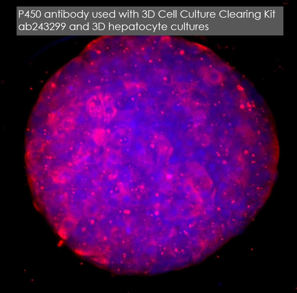 Tissue clearing reagents and kits : Abcam 제품 소개