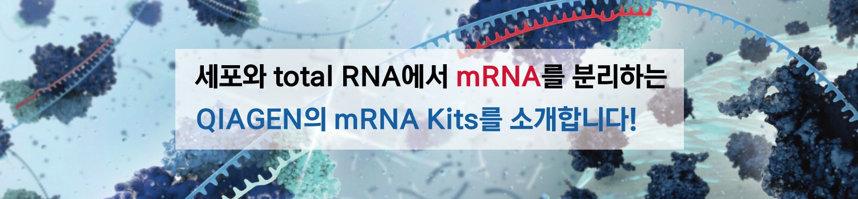세포와 total RNA에서 간편하게 mRNA를 분리해 보세요! : QIAGEN 제품 소개