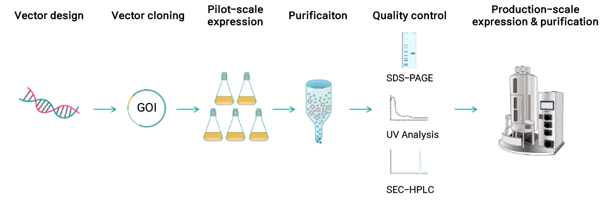 VectorBuilder의 맞춤형 재조합 단백질 제작 서비스! : VectorBuilder 제품 소개