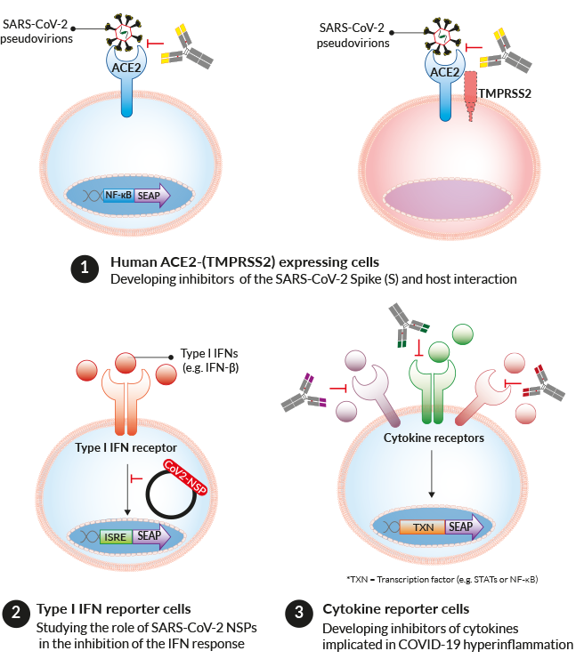 COVID-19 연구를 위한 Cell line을 찾고 계신가요? : Invivogen 제품 소개