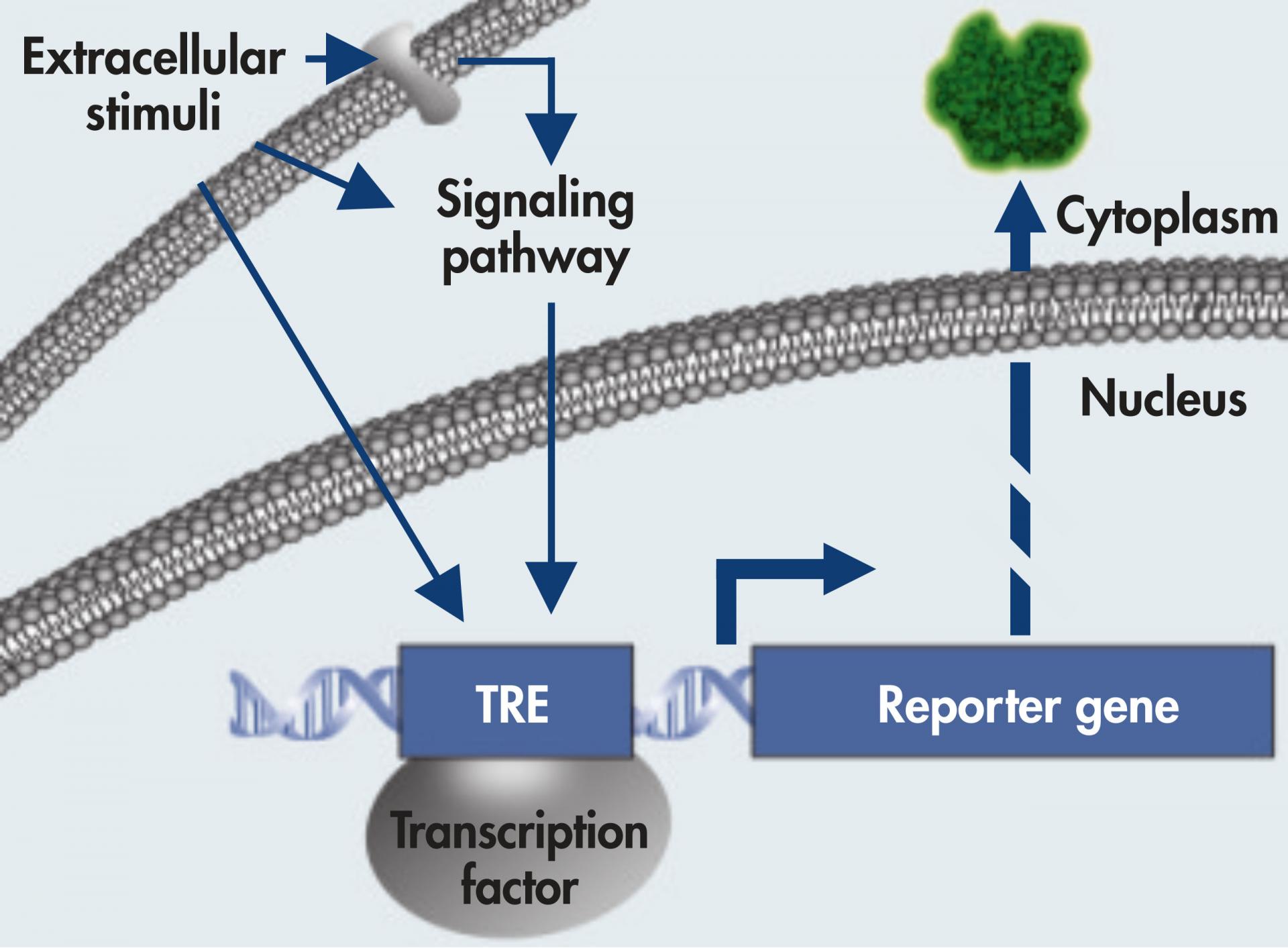 신호 전달 경로 활성화를 확인할 수 있는 Cignal Reporter Assay. : QIAGEN 제품 소개