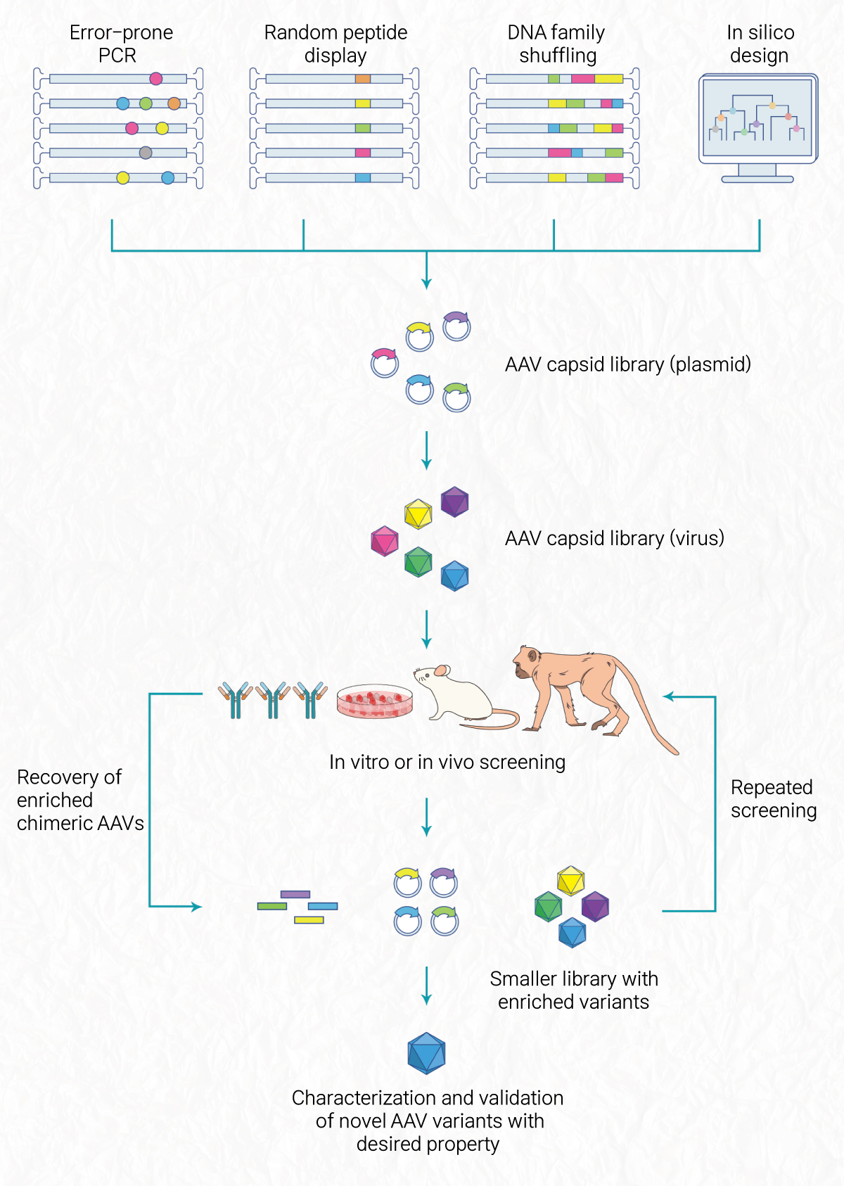유전자 치료와 백신 연구에 사용되는 AAV Capsid Evolution. : VectorBuilder 제품 소개