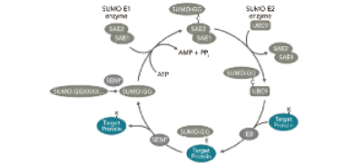 Ready-to-go KO/KI cell lines : Horizon 제품 소개