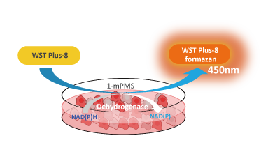 WST Plus-8 (Cell Proliferation Assay Reagent) : GenDEPOT 제품 소개