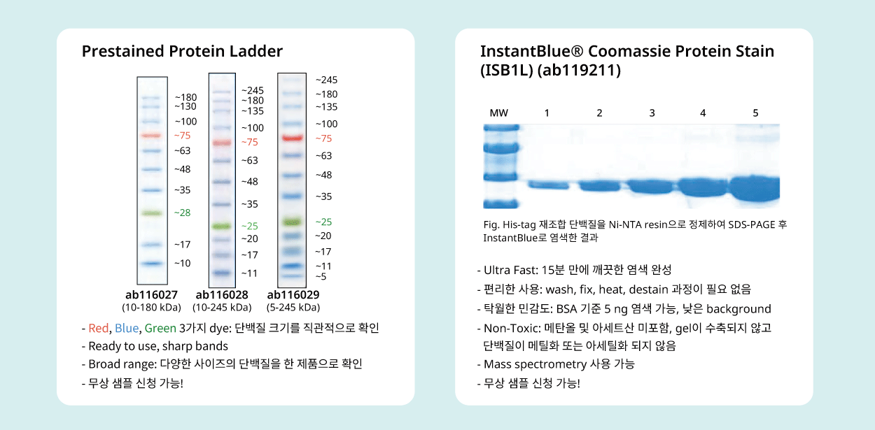 [Abcam] WB workflow 제품 2개 이상 동시 구매 시 15% 할인! (행사 종료) : 할인행사 및 각종 Event