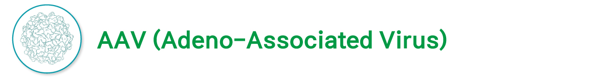 VectorBuilder의 Virus packaging 서비스 소개합니다! : VectorBuilder 제품 소개