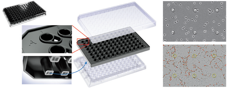 Live Cell Analysis_IncuCyte S3 : Sartorius 제품 소개