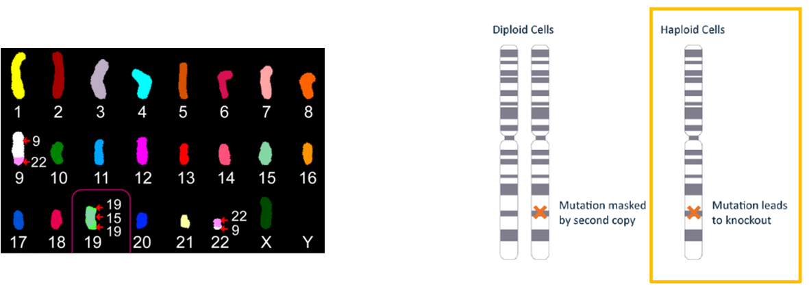 Horizon만의 특별한 HAP1 cell line : Horizon 제품 소개