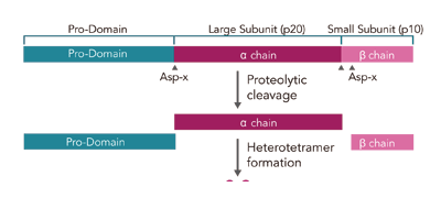 Ready-to-go KO/KI cell lines : Horizon 제품 소개