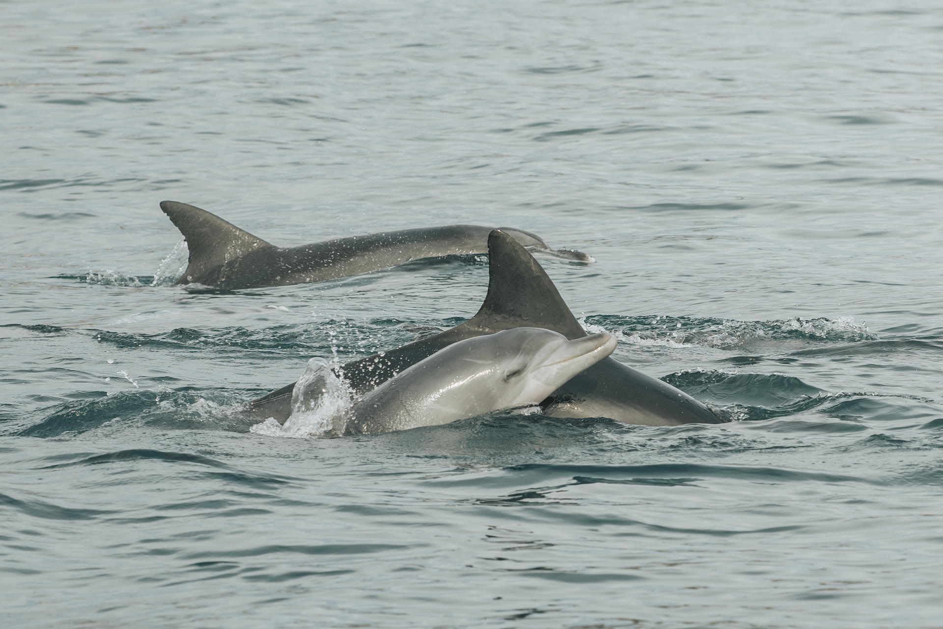 제주 야생돌고래 탐사