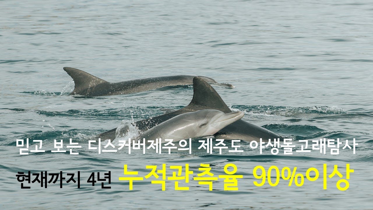 제주 야생돌고래 탐사