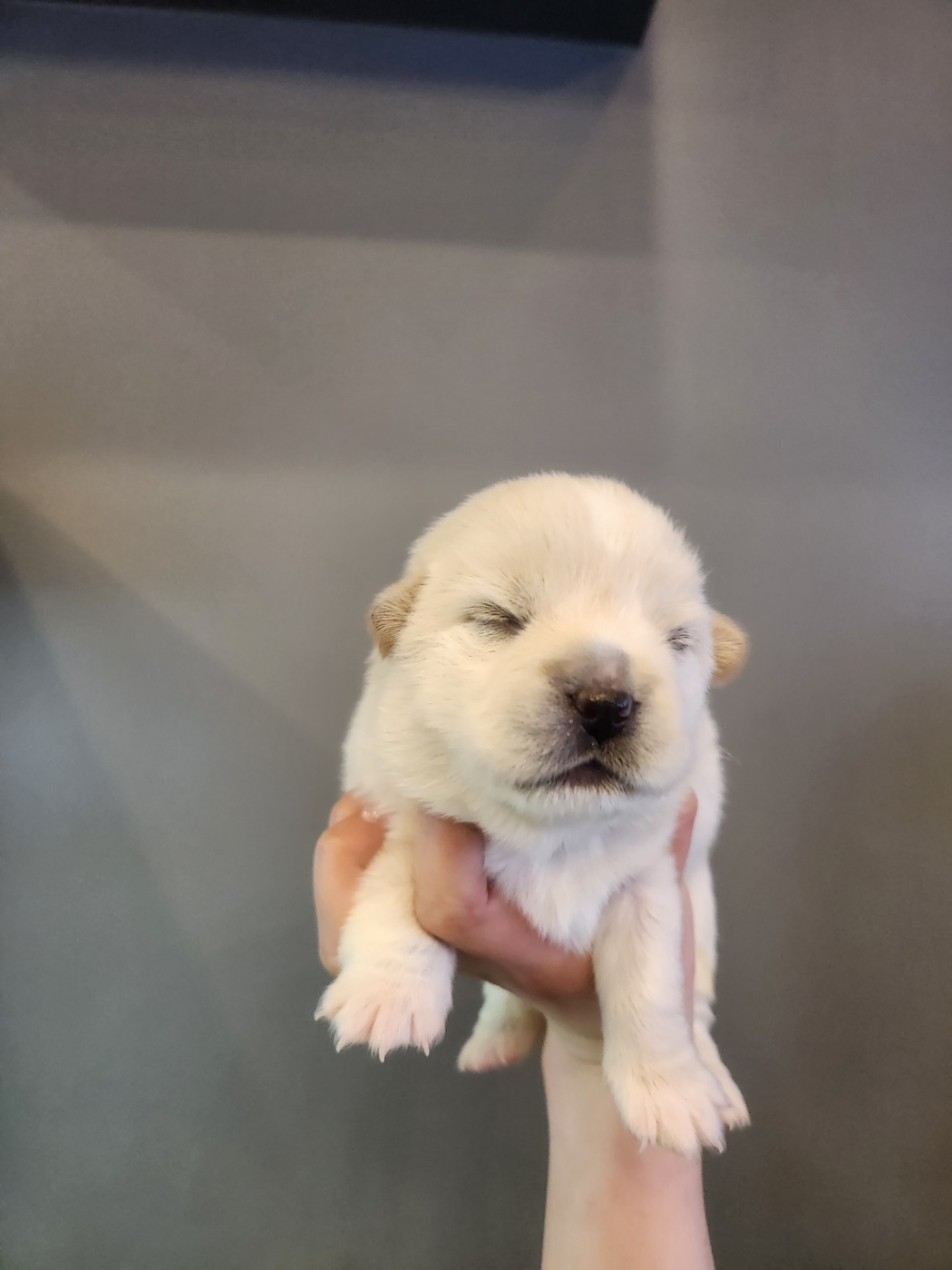 믹스견 절기 폼스키크기 폼치크기 폼피츠크기 푸숑크기 노르웨이숲크기 데본렉스크기 뱅갈크기 샴크기 셀커크렉스크기 스핑크스크기 아메리칸숏헤어크기 아메리칸컬크기 아비시니안크기