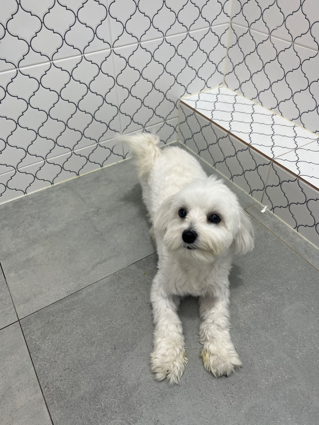 말티즈 우유 말티즈크기 말티푸크기 푸들크기 먼치킨크기 랙돌크기 브리티쉬숏헤어크기 스코티쉬폴드크기 러시안블루크기 강아지크기 고양이크기 유기견임시보호 유기묘임시보호 강아지임시