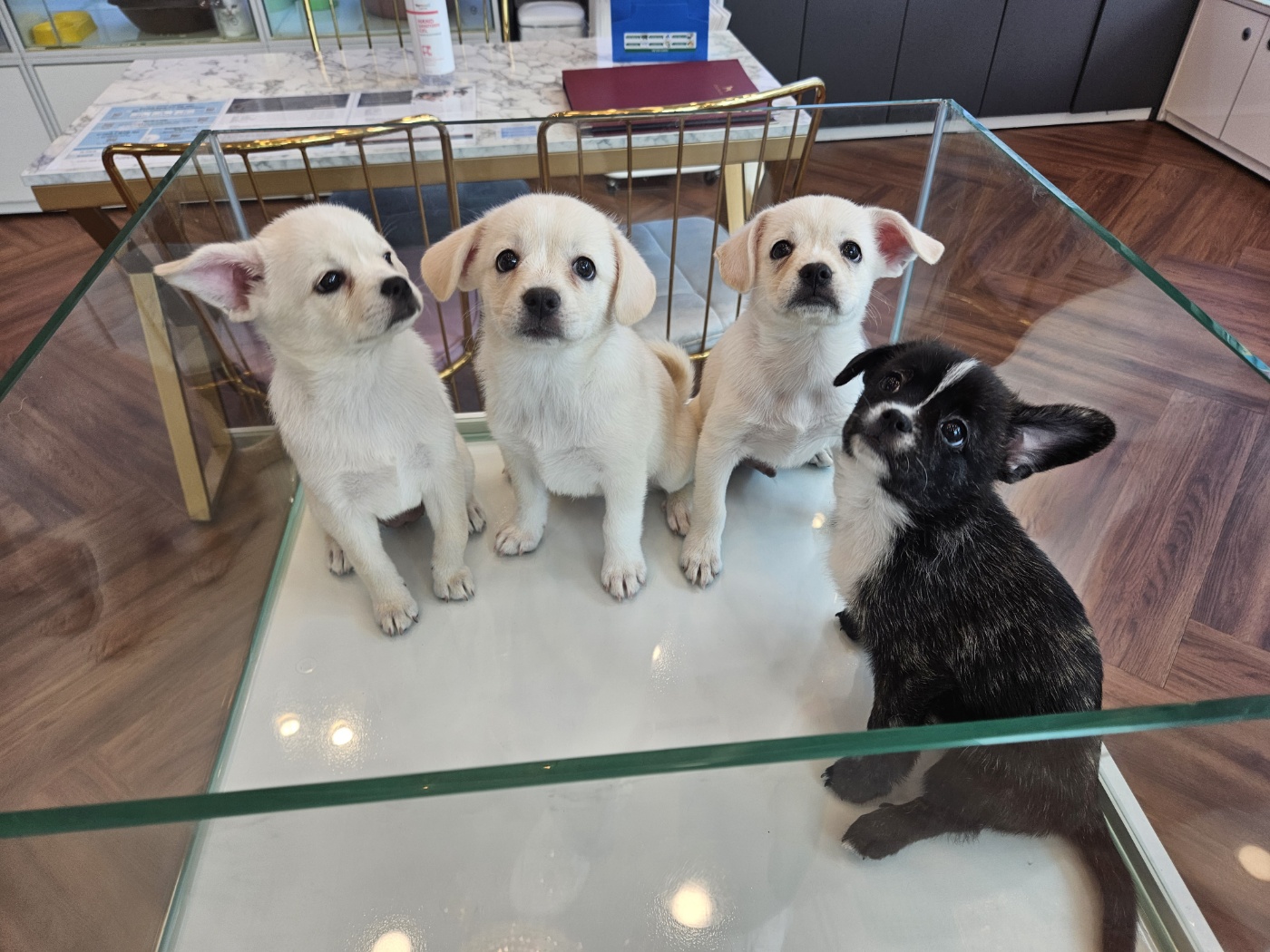 믹스견 바디감자시루쿠로 래브라도리트리버입양 닥스훈트입양 도베르만입양 말티치입양 말티폼입양 빠삐용입양 사모예드입양 스피츠입양 시바견입양 시베리안허스키입양 시츄입양 요크셔