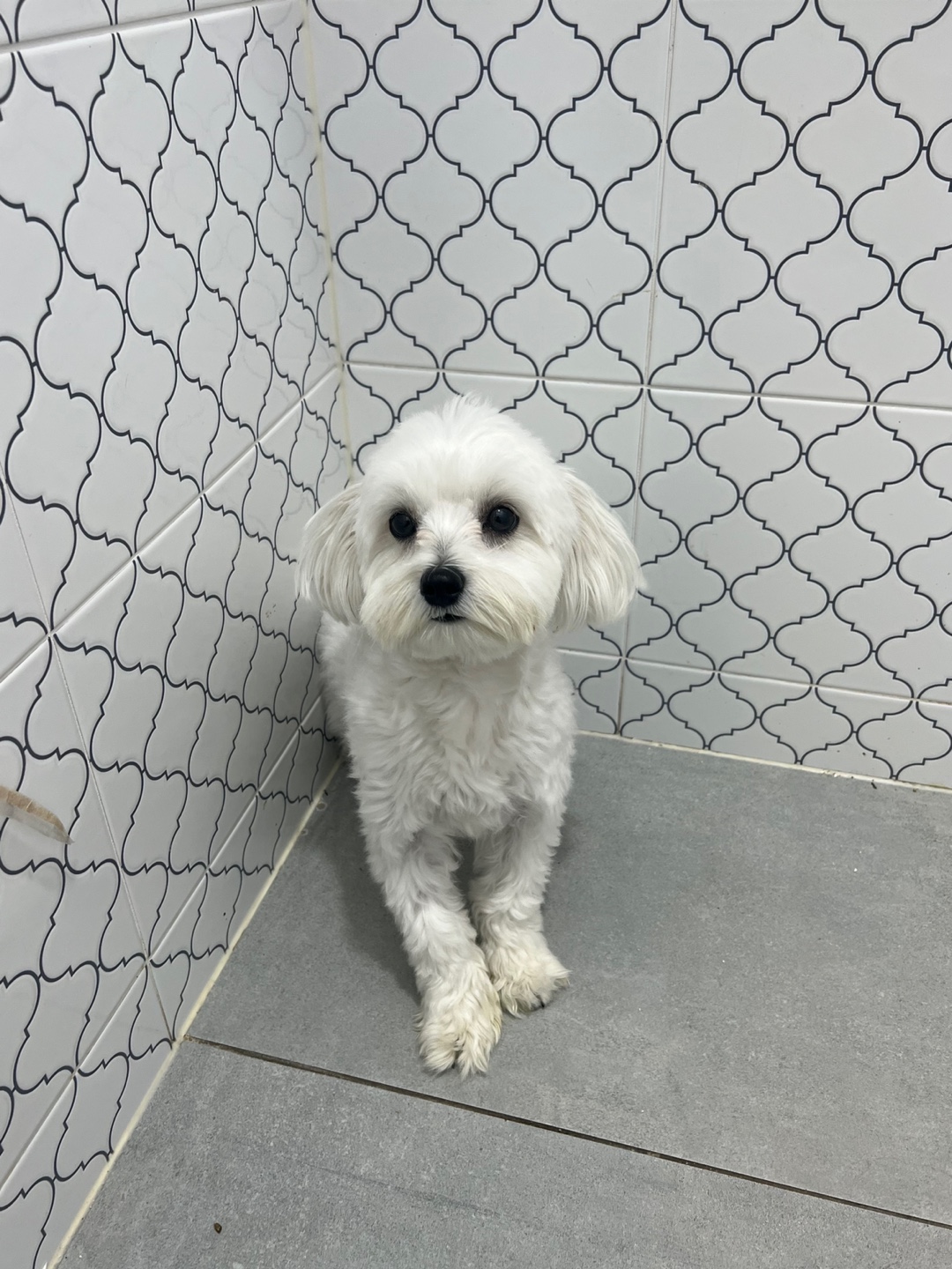 말티즈 우유 말티즈크기 말티푸크기 푸들크기 먼치킨크기 랙돌크기 브리티쉬숏헤어크기 스코티쉬폴드크기 러시안블루크기 강아지크기 고양이크기 유기견임시보호 유기묘임시보호 강아지임시