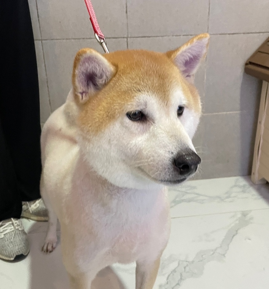 시바이누 달자 래브라도리트리버입양 닥스훈트입양 도베르만입양 말티치입양 말티폼입양 빠삐용입양 사모예드입양 스피츠입양 시바견입양 시베리안허스키입양 시츄입양 요크셔테리어입양