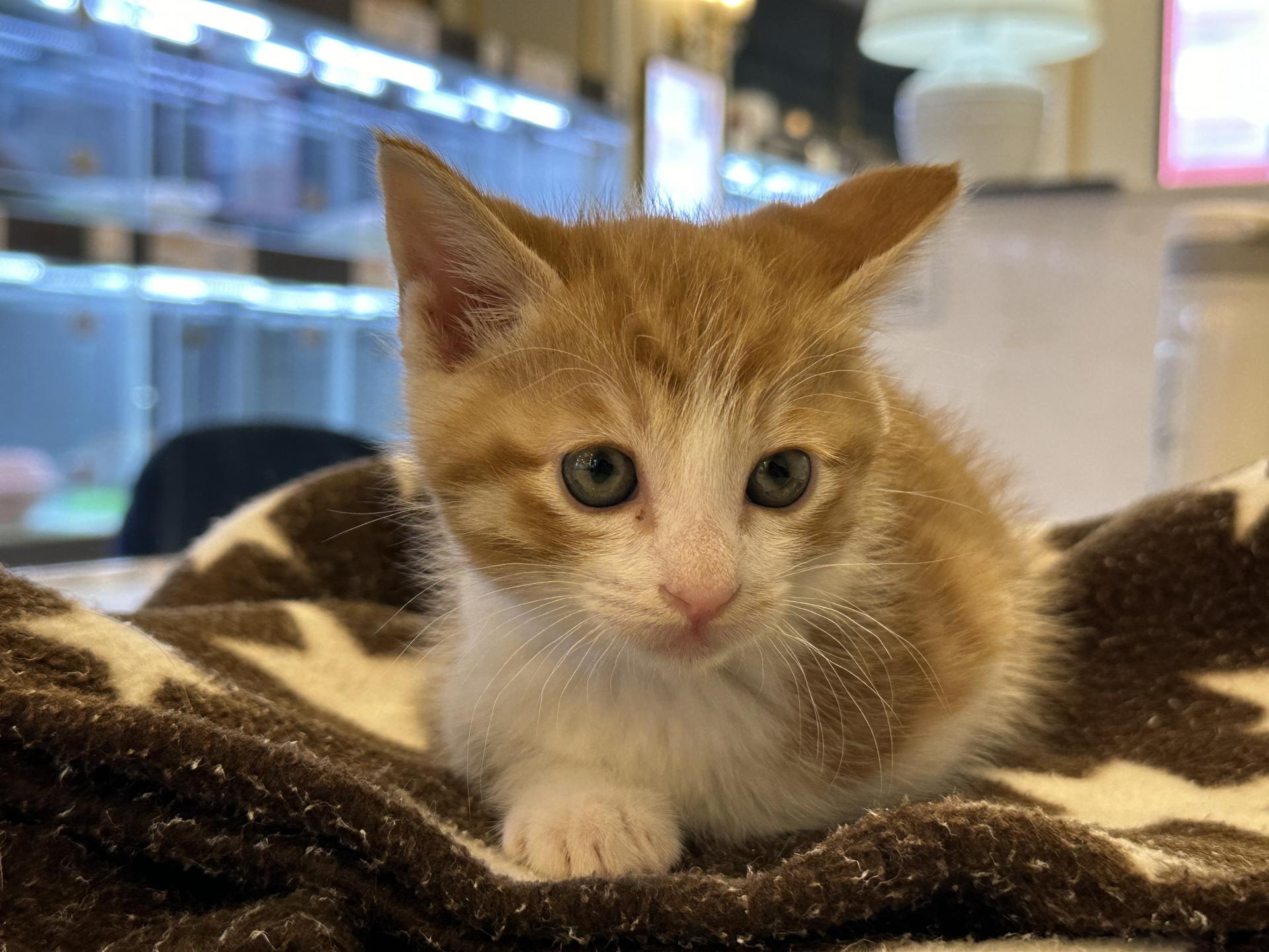 코리안숏헤어 밤비 대형견책임분양 미니비숑프리제책임분양 토이푸들책임분양 골든리트리버책임분양 래브라도리트리버책임분양 닥스훈트책임분양 도베르만책임분양 말티치책임분양 말티폼책임분양