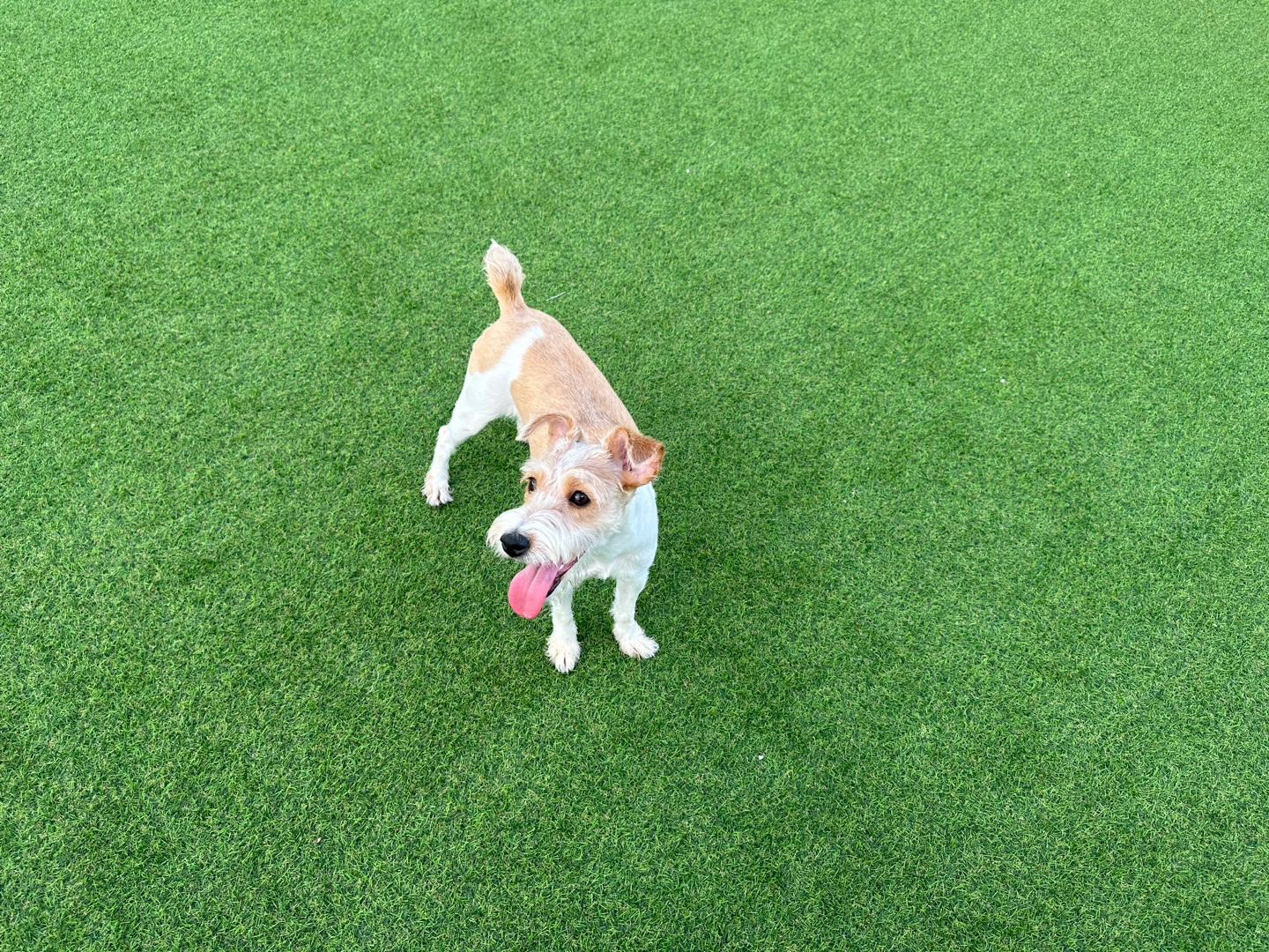 폭스테리어 레이 애완견성격 반려견성격 소형견크기 중형견크기 미니비숑프리제크기 토이푸들크기 골든리트리버크기 래브라도리트리버크기 닥스훈트크기 도베르만크기 말티치크기 말티폼크기