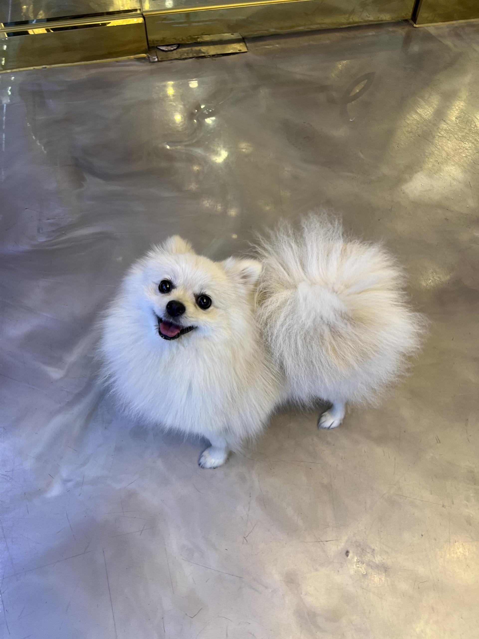 포메라니안 조이 프렌치불독크기 빠삐용크기 파피용크기 사모예드크기 스피츠크기 시바견크기 시베리안허스키크기 시츄크기 요크셔테리어크기 웰시코기크기 이탈리아그레이하운드크기 치와와