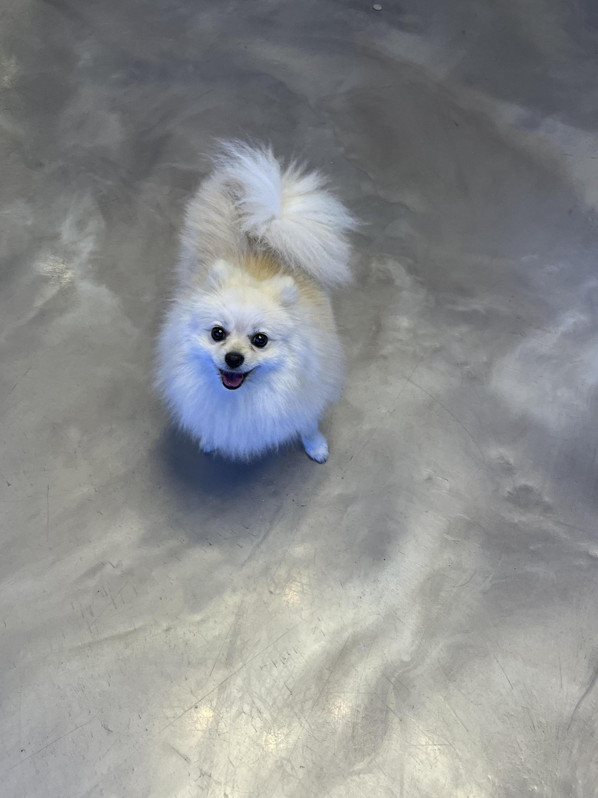 포메라니안 조이 프렌치불독크기 빠삐용크기 파피용크기 사모예드크기 스피츠크기 시바견크기 시베리안허스키크기 시츄크기 요크셔테리어크기