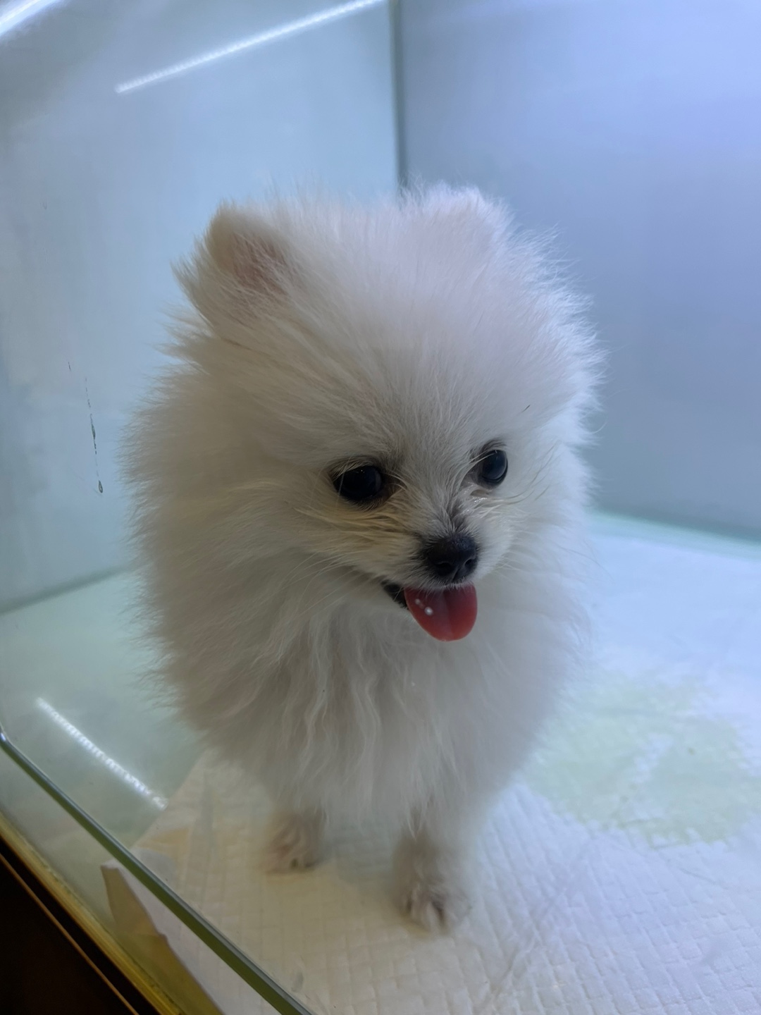 포메라니안 흰둥이 말티즈크기 말티푸크기 푸들크기 먼치킨크기 랙돌크기 브리티쉬숏헤어크기 스코티쉬폴드크기 러시안블루크기 강아지크기 고양이크기 유기견임시보호 유기묘임시보호 강아지