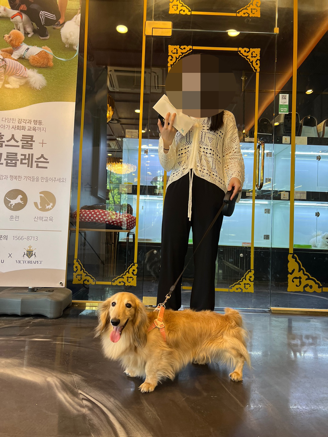 인천논현 2022 0025 닥스훈트 코지 책임분양 프렌치불독크기 빠삐용크기 파피용크기 사모예드크기 스피츠크기 시바견크기 시베리안허스키크기 시츄크기 요크셔테리어크기