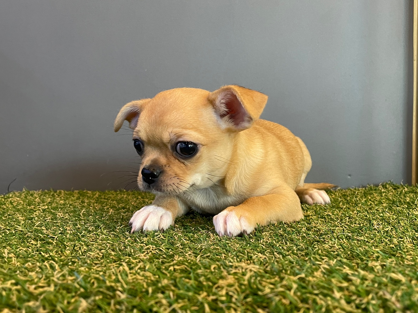 치와와 셋 폼스키크기 폼치크기 폼피츠크기 푸숑크기 노르웨이숲크기 데본렉스크기 뱅갈크기 샴크기 셀커크렉스크기 스핑크스크기 아메리칸숏헤어크기 아메리칸컬크기 아비시니안크기