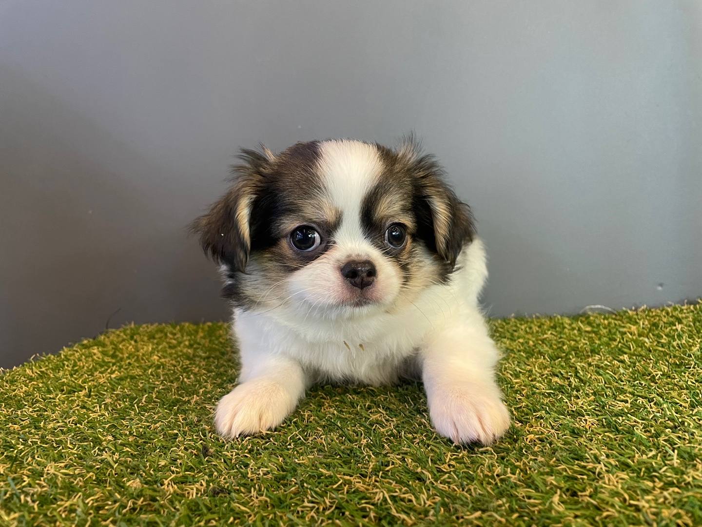 치와와 두리 프렌치불독크기 빠삐용크기 파피용크기 사모예드크기 스피츠크기 시바견크기 시베리안허스키크기 시츄크기 요크셔테리어크기 웰시코기크기 이탈리아그레이하운드크기 치와와크기