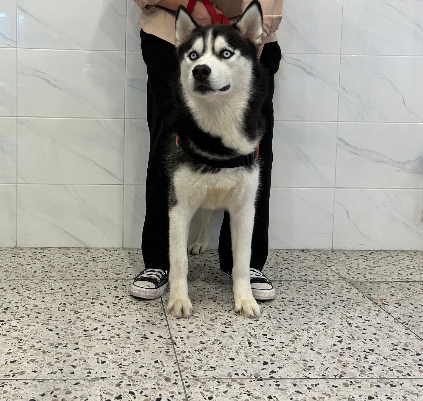 시베리안허스키 블루 말티즈크기 말티푸크기 푸들크기 먼치킨크기 랙돌크기 브리티쉬숏헤어크기 스코티쉬폴드크기 러시안블루크기 강아지크기 고양이크기 유기견임시보호 유기묘임시보호