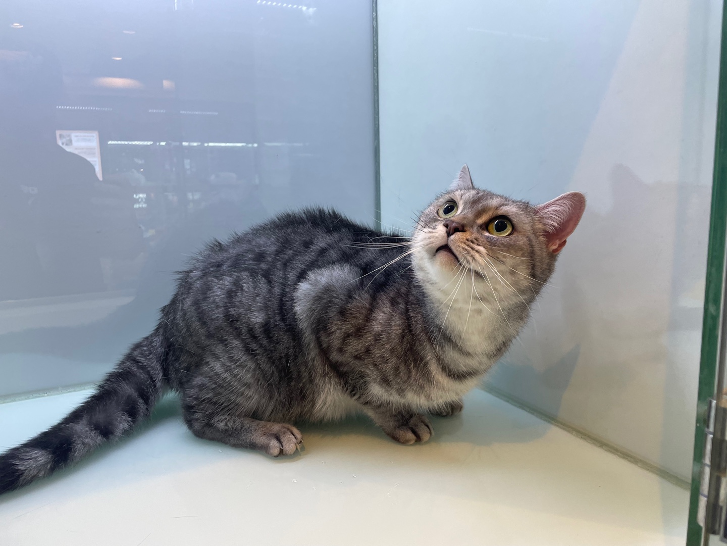 아메숏 믹스 샤넬 래브라도리트리버입양 닥스훈트입양 도베르만입양 말티치입양 말티폼입양 빠삐용입양 사모예드입양 스피츠입양 시바견입양 시베리안허스키입양 시츄입양 요크셔테리어입양