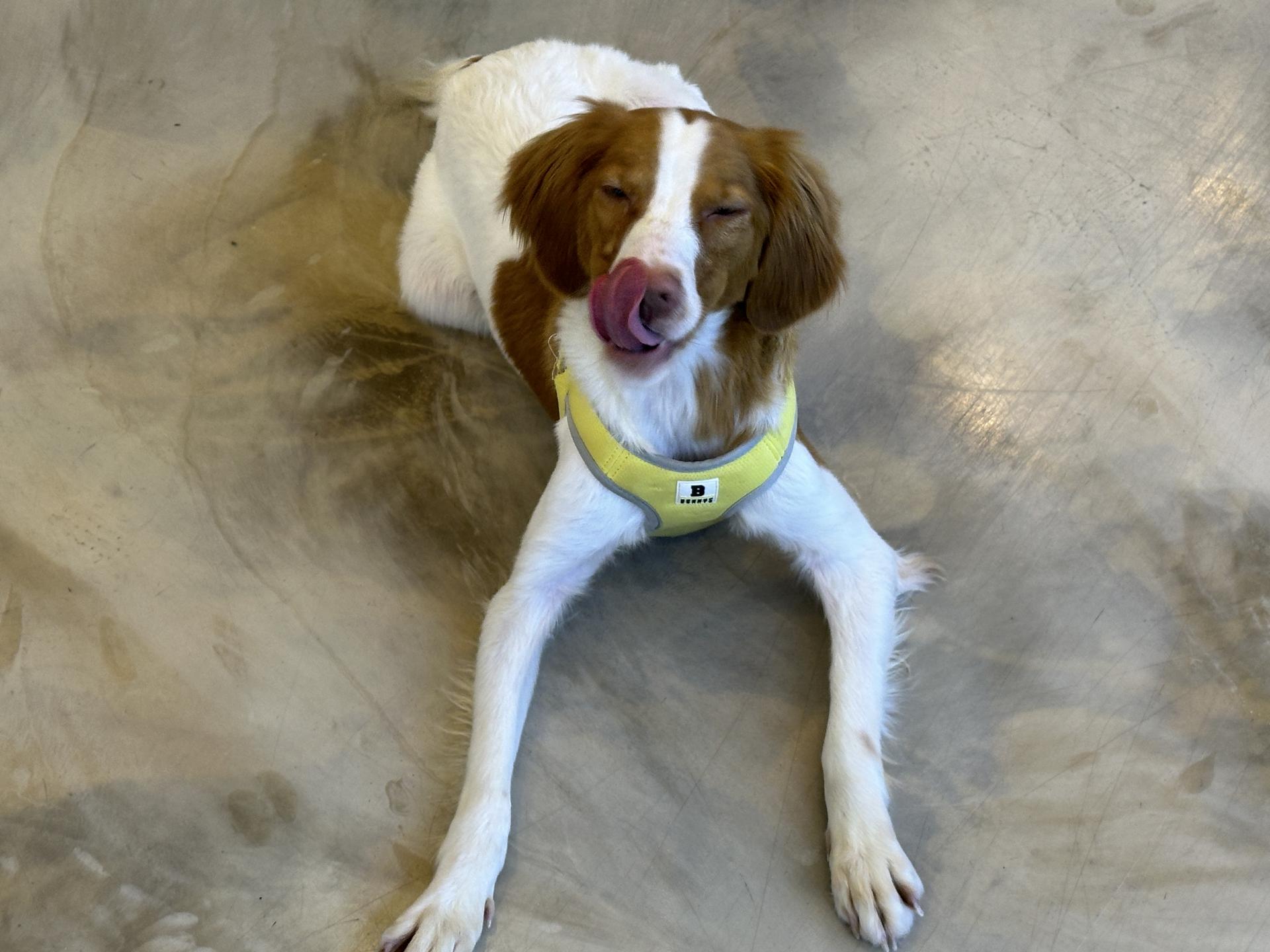 잉글리쉬 포인터 몰리 강아지책임분양 고양이책임분양 유기견책임분양 유기묘책임분양 연예인강아지분양하는곳 연예인고양이분양하는곳 골댕이무료분양 강아지입양보내기 고양이입양보내기