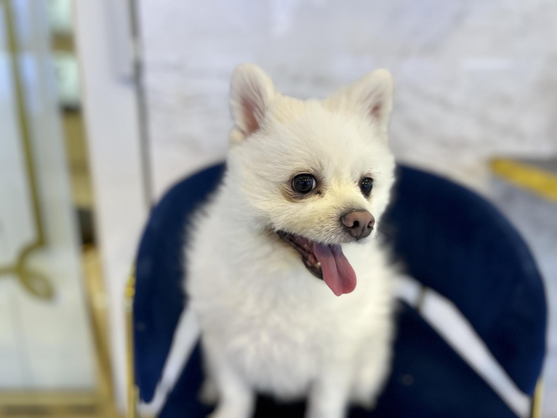 폼피츠 다롱이 프렌치불독크기 빠삐용크기 파피용크기 사모예드크기 스피츠크기 시바견크기 시베리안허스키크기 시츄크기 요크셔테리어크기 웰시코기크기 이탈리아그레이하운드크기 치와와크기