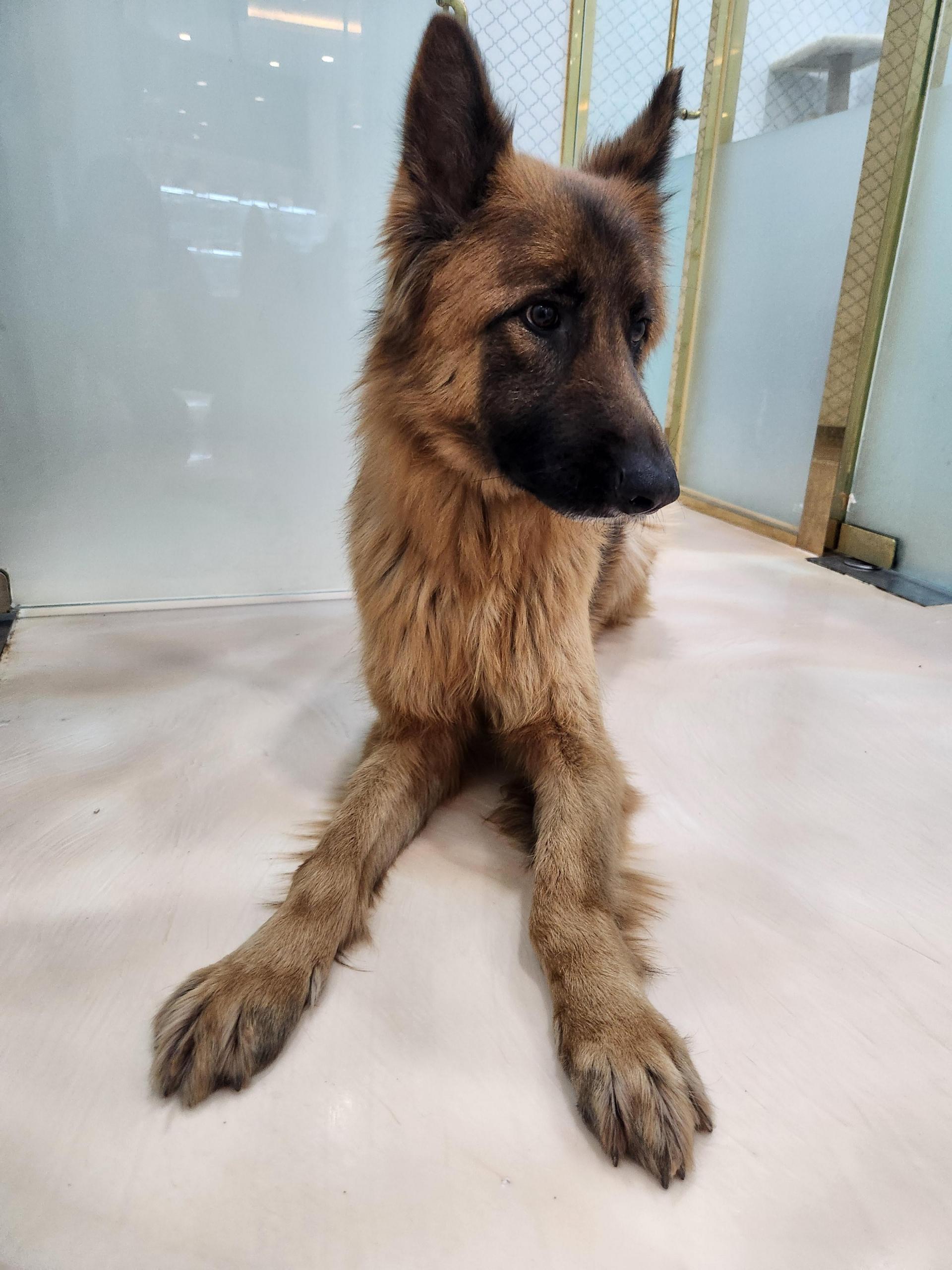 저먼 셰퍼드 규동 이탈리아그레이하운드입양 치와와입양 폼스키입양 폼치입양 폼피츠입양 푸숑입양 고양이입양 랙돌입양 러시안블루입양 먼치킨입양 브리티쉬숏헤어입양 노르웨이숲입양 뱅갈