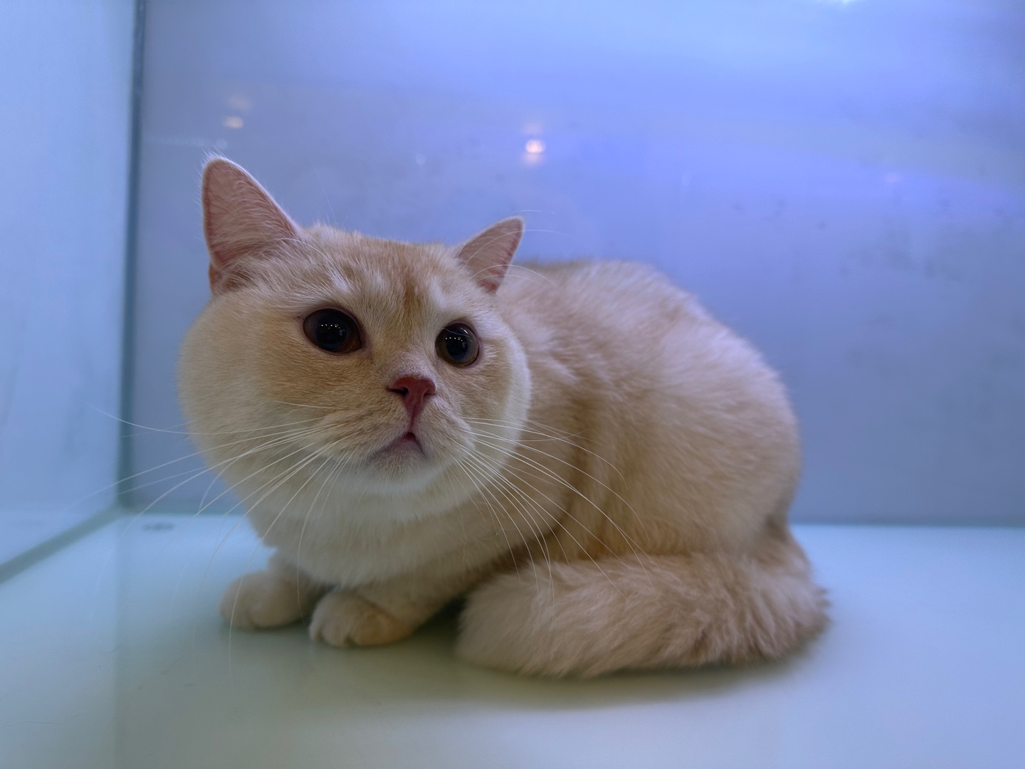 브리티시숏헤어 라떼 셀커크렉스무료입양사이트 스핑크스무료입양사이트 아메리칸숏헤어무료입양사이트 아메리칸컬무료입양사이트 아비시니안무료입양사이트 엑조틱무료입양사이트 터키시앙고라무료